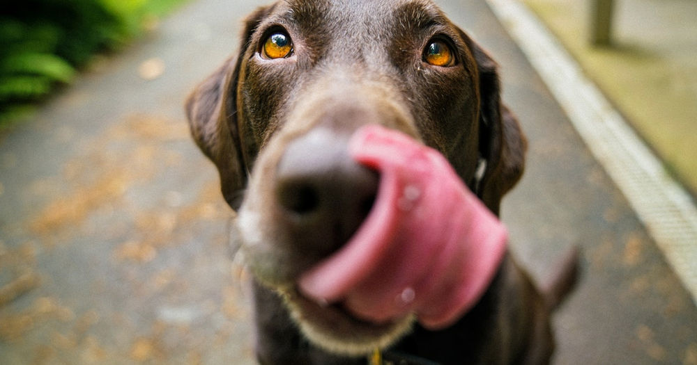 Secrets of the dog's snout!