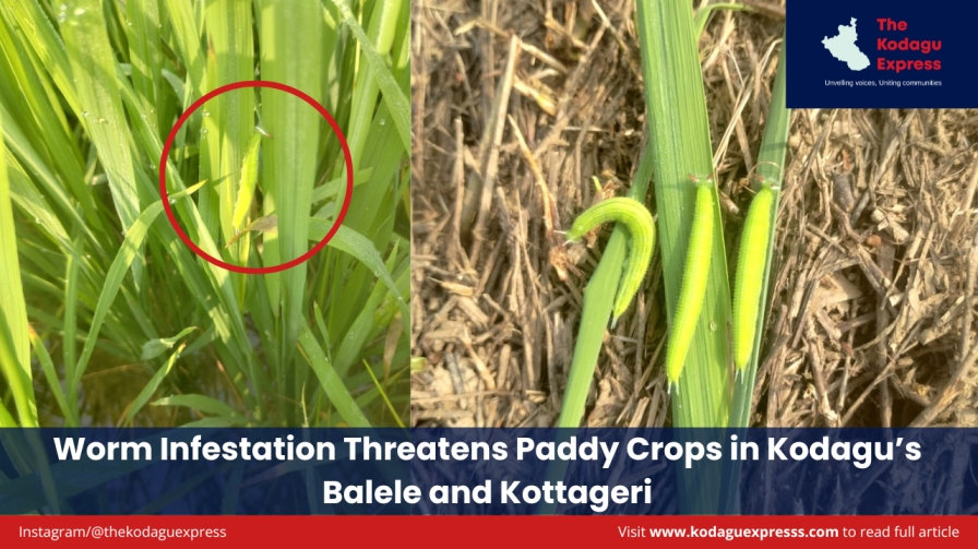 Worm Infestation Threatens Paddy Crops in Kodagu’s Balele Village