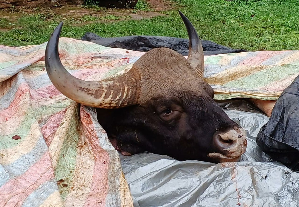 Indian Bison (Gaur) Hunted in Kodagu, 539 kg of Meat Seized, One Arrested