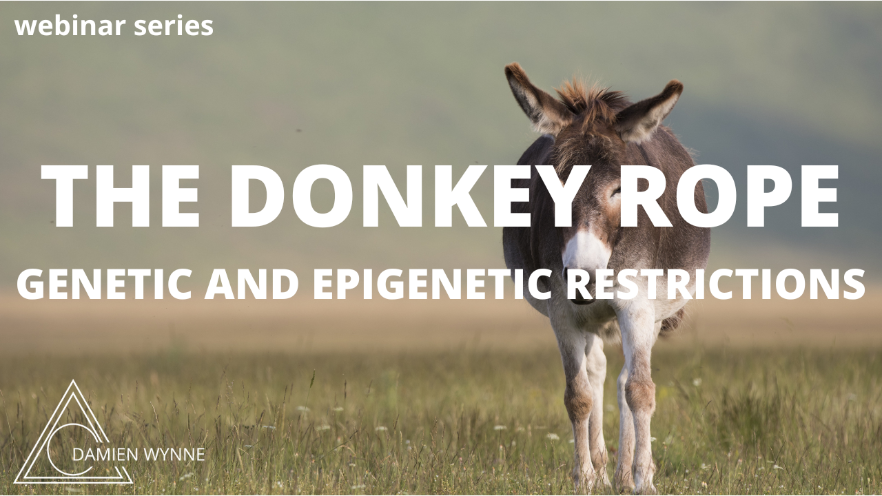 THE DONKEY ROPE| Damien Wynne