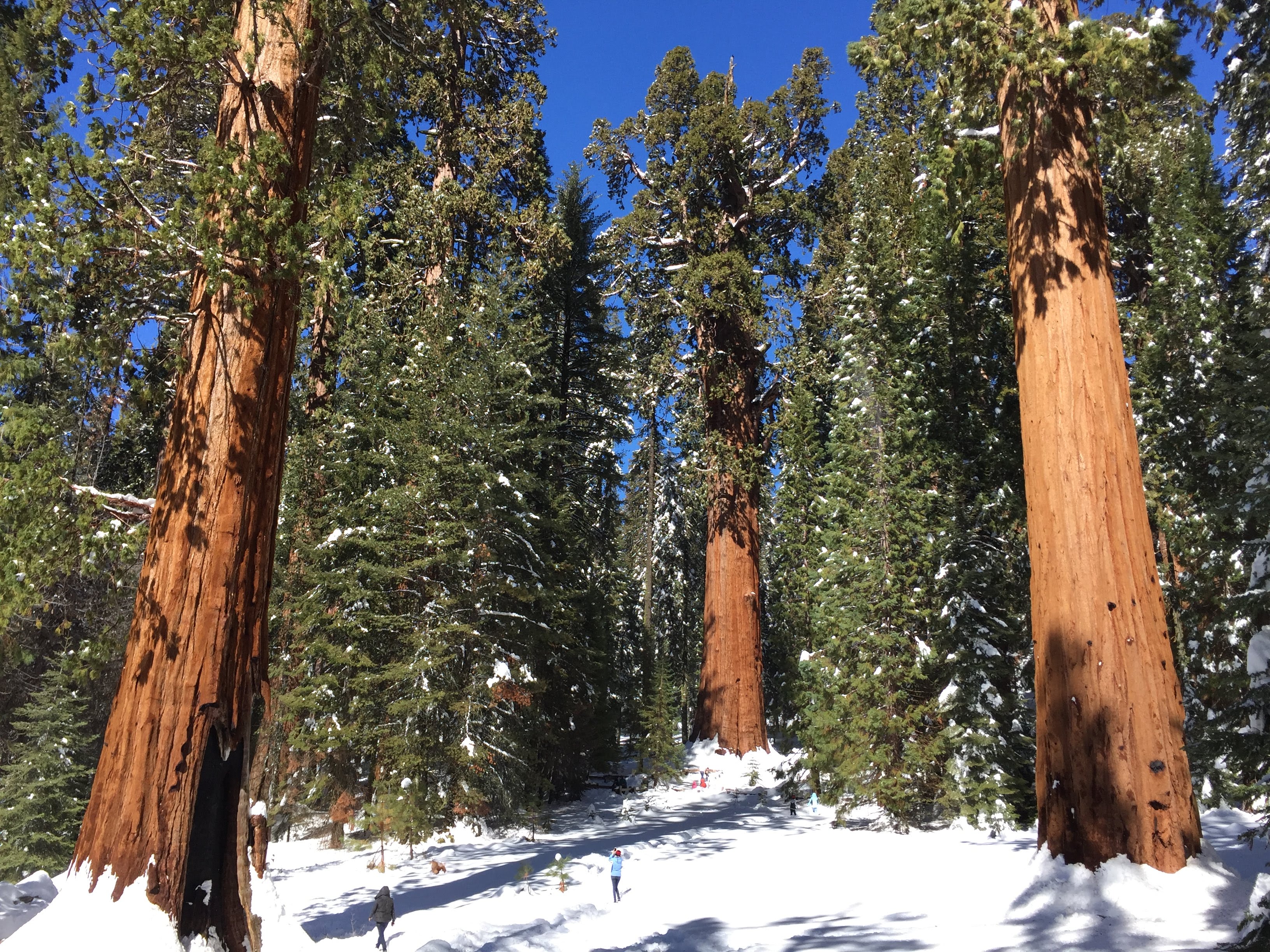 Buckeye Tree Lodge | Hotels Near Sequoia National Park | United States
