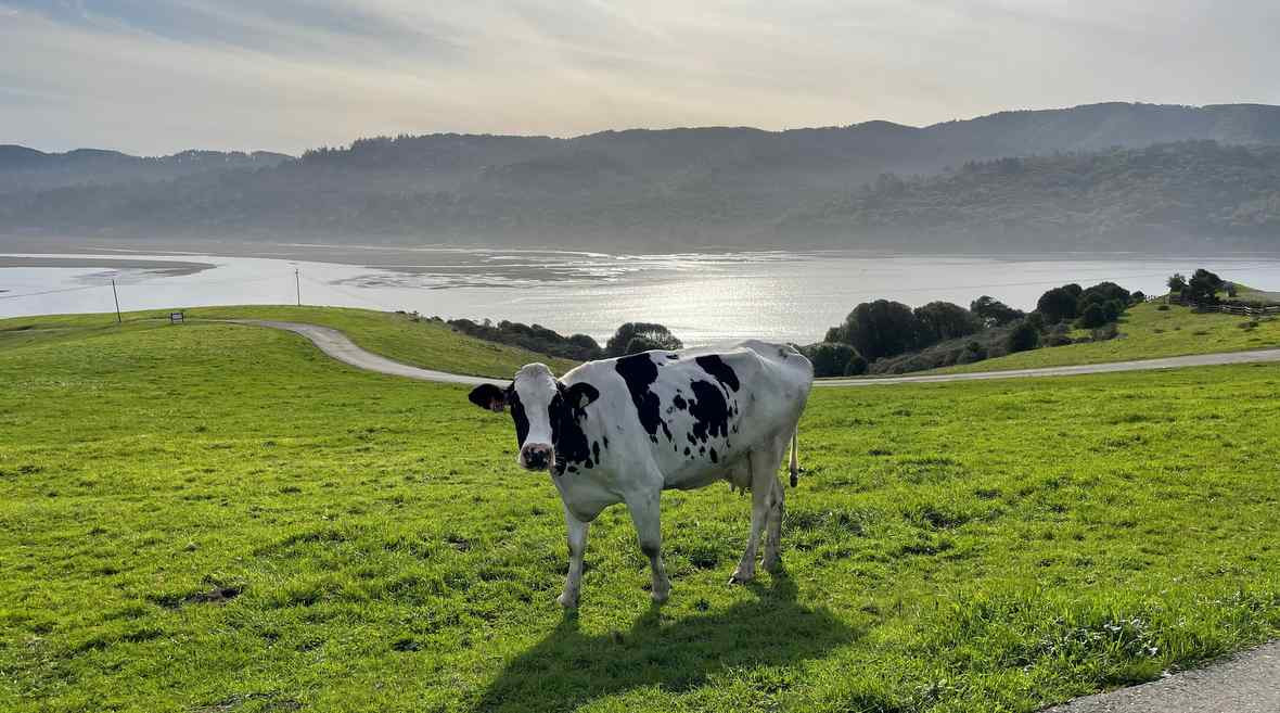 Point Reyes Blue Cheese