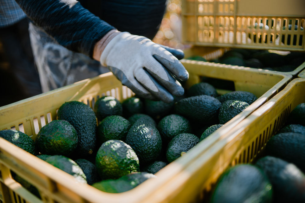 Can Sustainable Farming Technologies save the Avocado? | ALVÁTECH