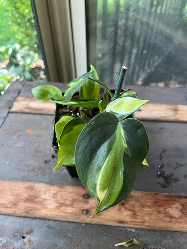 Philodendron Gabby | therooteryofficial