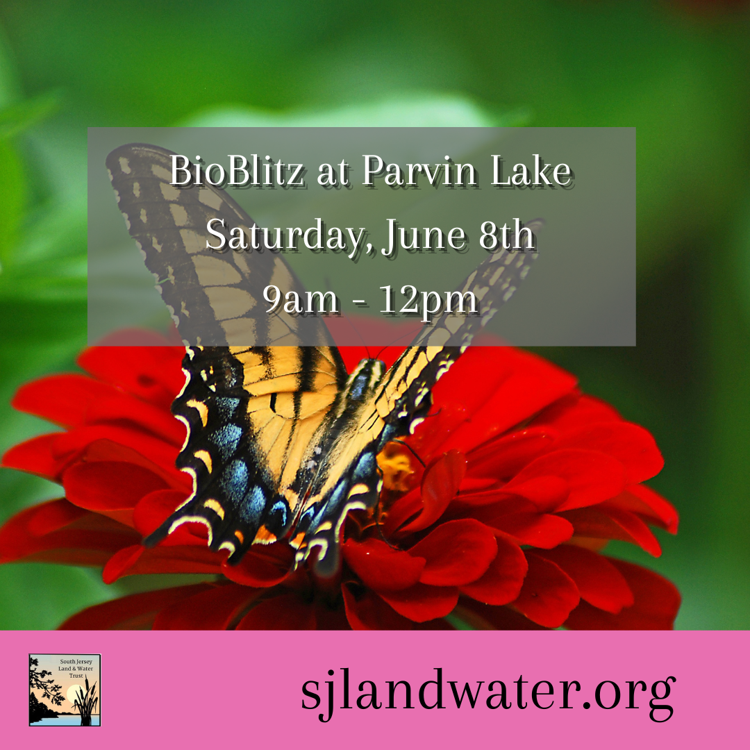 BioBlitz at Parvin Lake | SJLWT
