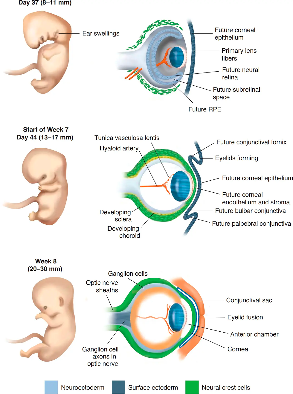 Mechanisms of Developmental Biology Series: Journey to Life