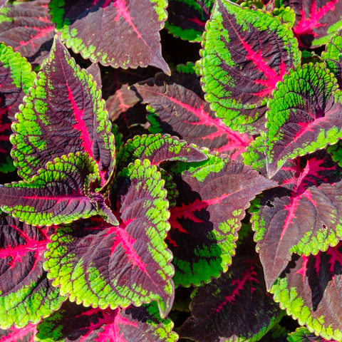 Wild Chromatics: Exploring Nature's Color Palette