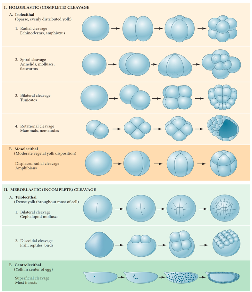 Mechanisms of Developmental Biology Series: How It All Begins