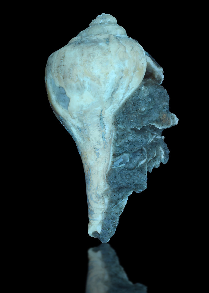 Fluorescent Whelk Fossil from Rucks' Pit, Fort Drum, Florida