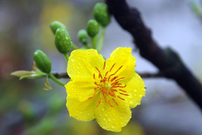 Hướng dẫn cách bón phân và trị bệnh cho mai vàng nở đúng dịp tết | Mysite