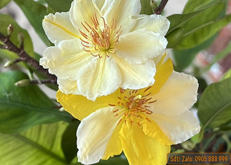 Cách phòng ngừa và điều trị kịp thời sâu ăn lá mai | Mysite