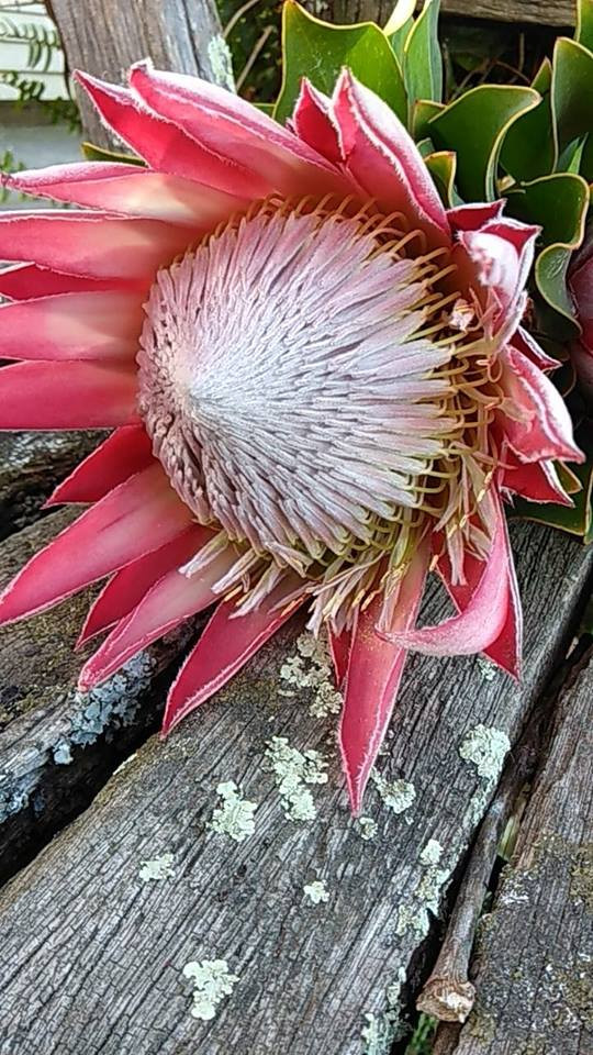 Florist | New Zealand | The Village Florist