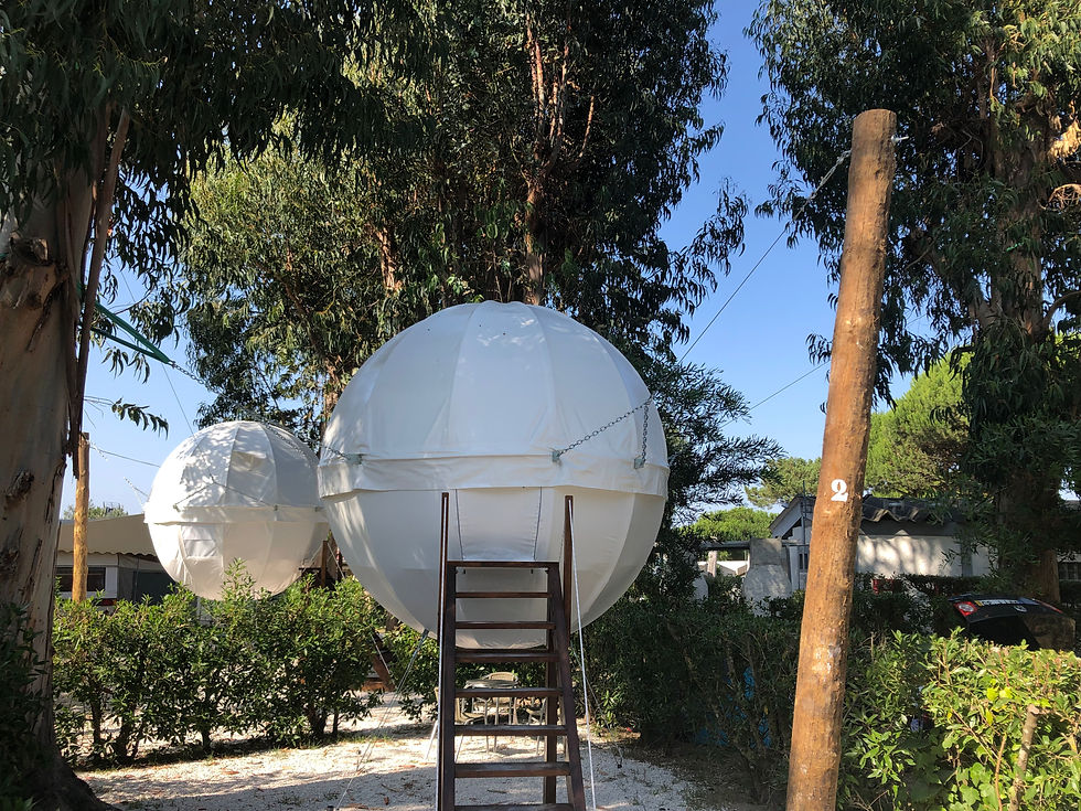 Gallery Cocoon Tree | Austalia | USA