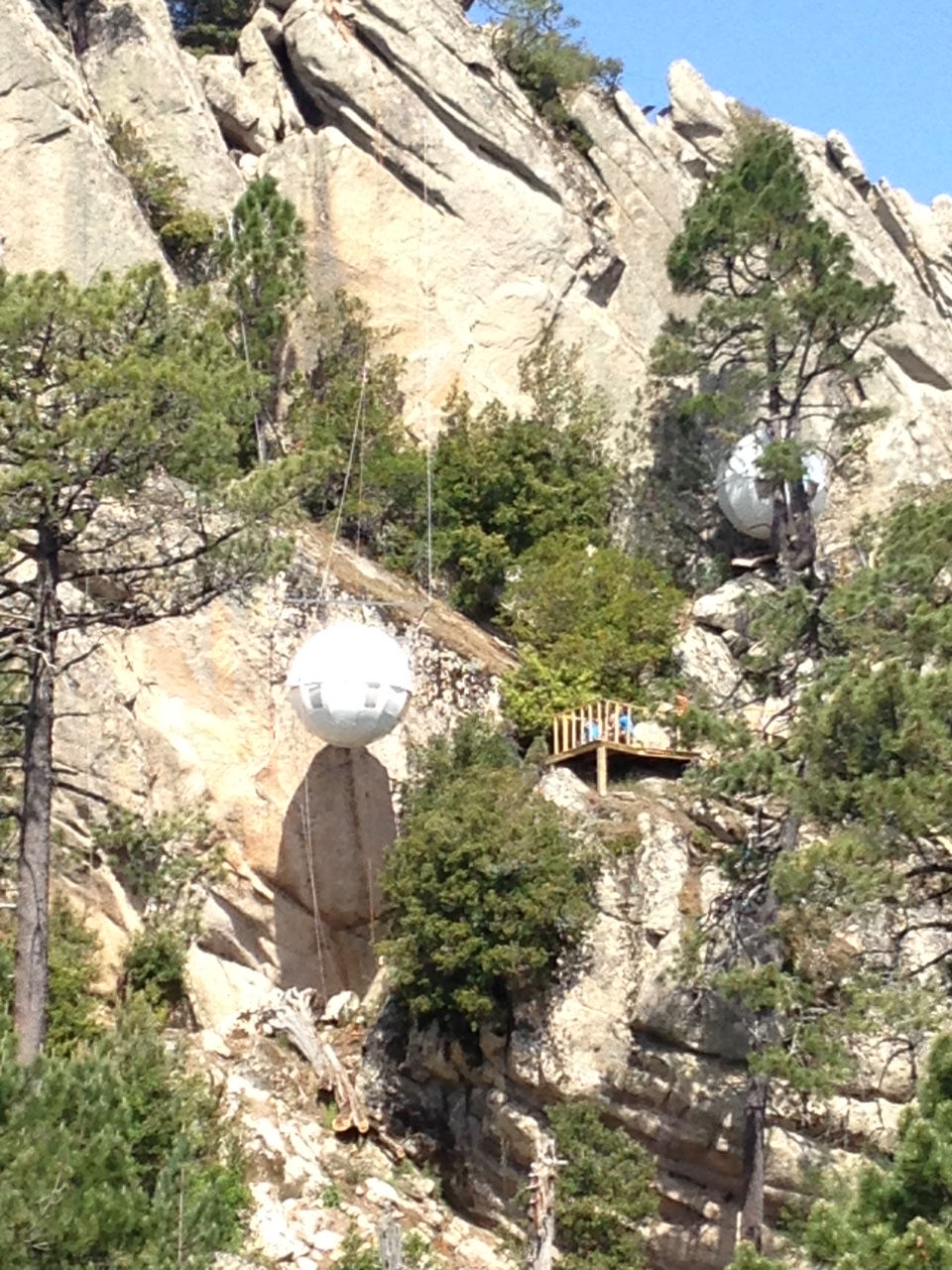 Gallery Cocoon Tree | Austalia | USA