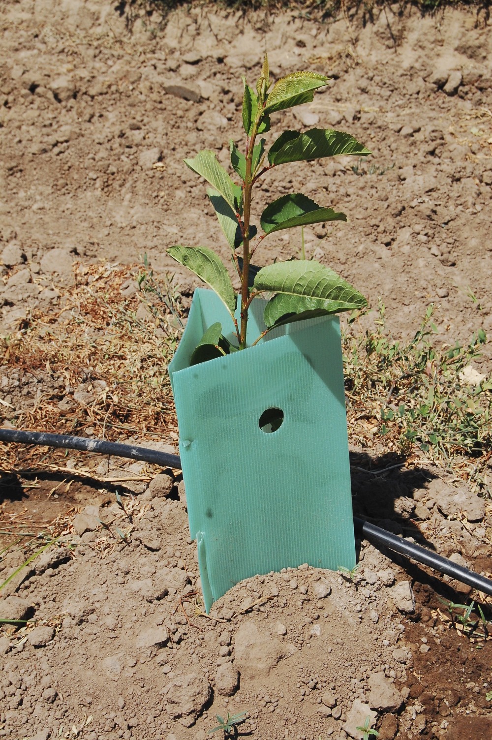 Protectores para Plantas - BIOLAND S.A.