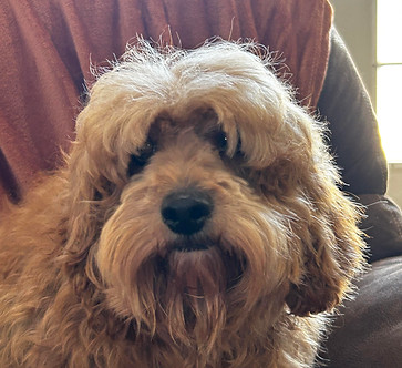 Upcoming Litters | Happy Hollow Aussied