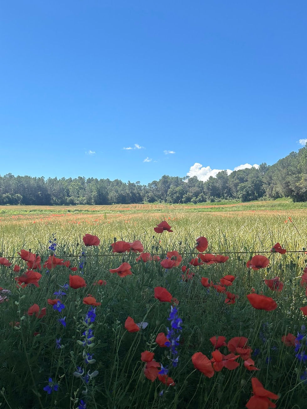 Exploring the Wonders of Emporda