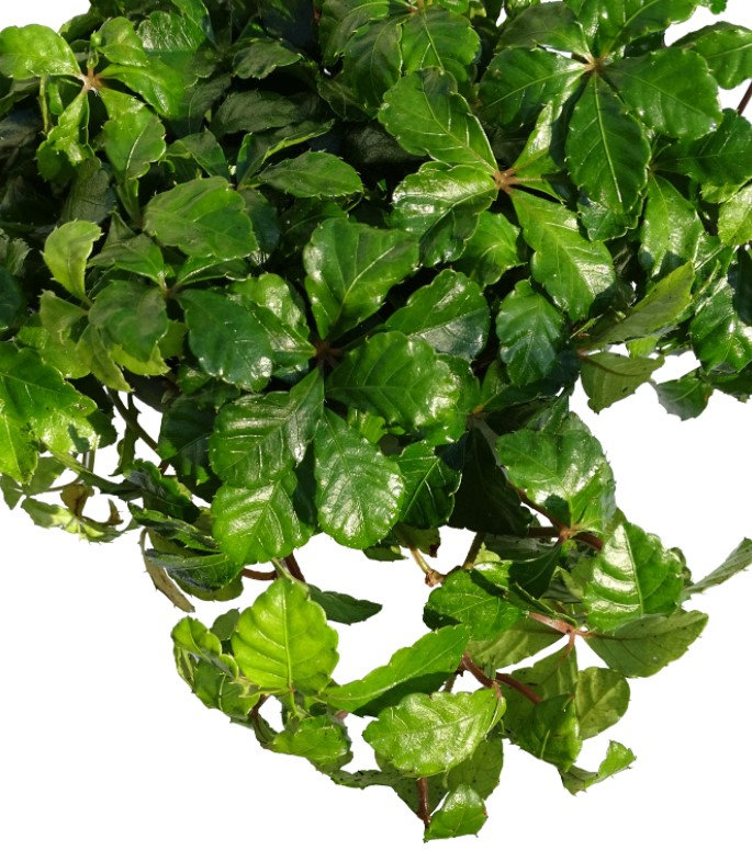 Sugar Vine | Humannature