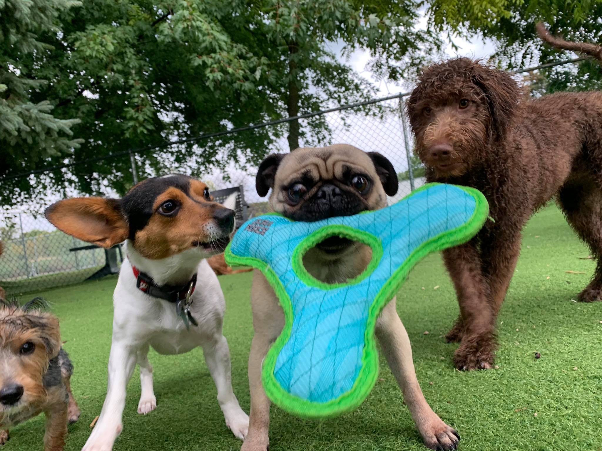 More About Boarding | Peebles Play & Stay