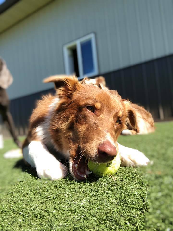 More About Daycare | Peebles Play & Stay