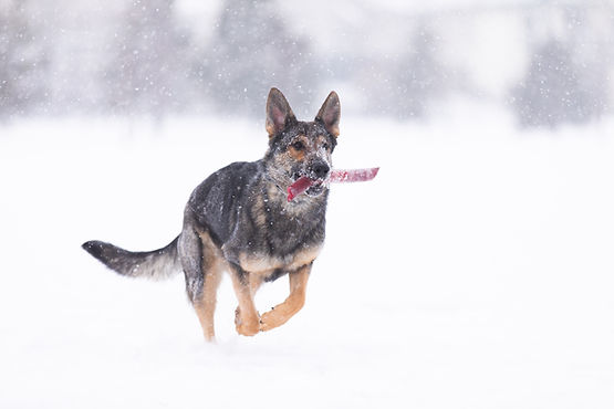 Calgary Dog Training | Metropawlitan Dog Training Inc. | Calgary