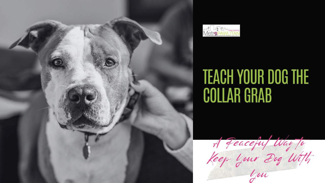 Teaching Your Dog The Collar Grabhttps://static.wixstatic.com/media ...