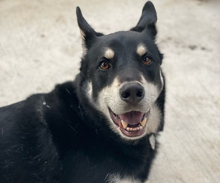 Texas Ruff House | Pet Sitting, Dog Walking | Georgetown