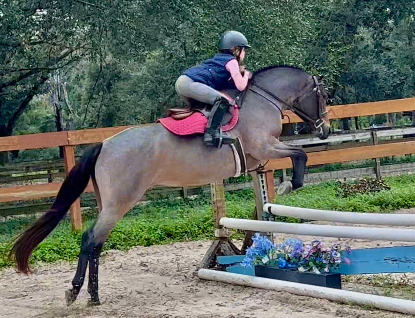 Chancey | Sparkleberry Ponies