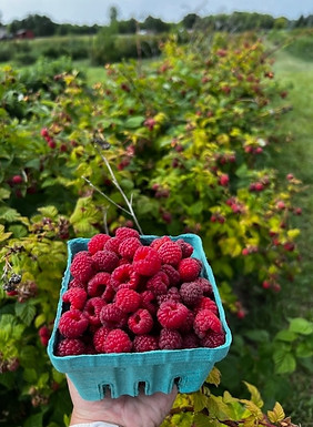 Raspberries | Berry Hill Farm