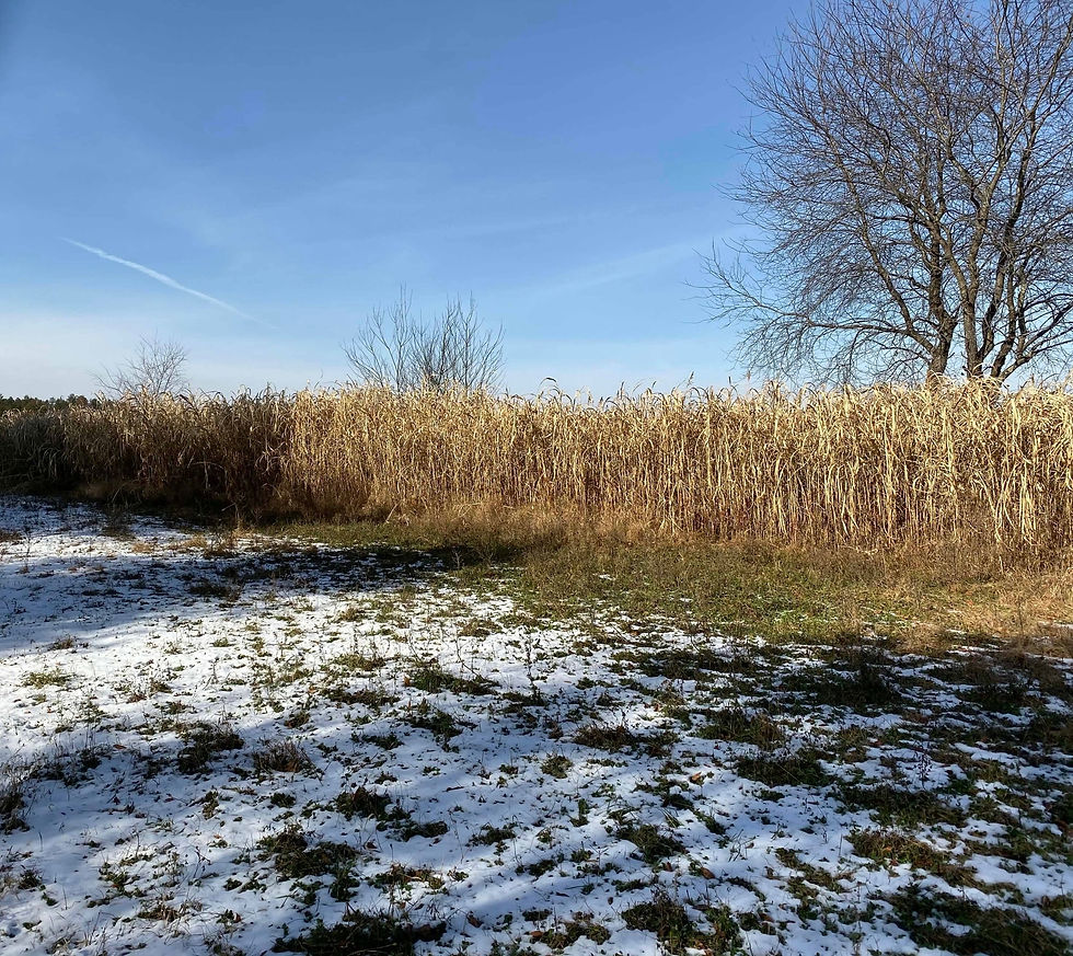 HD Food Plot Screen | Deer Creek Ranch LLC