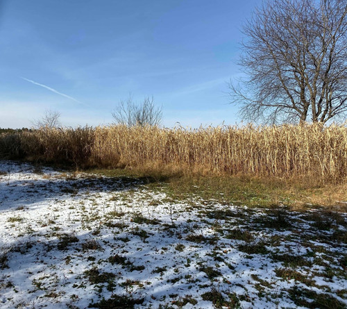HD Food Plot Screen | Deer Creek Ranch LLC