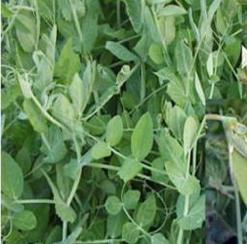 Forage Winter Peas | Deer Creek Ranch LLC