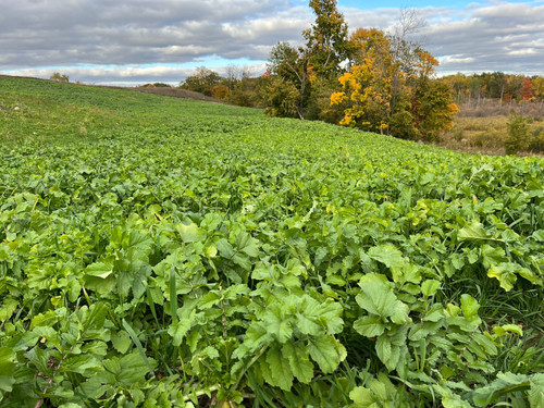 Northwoods Forage Radish | Deer Creek Ranch LLC