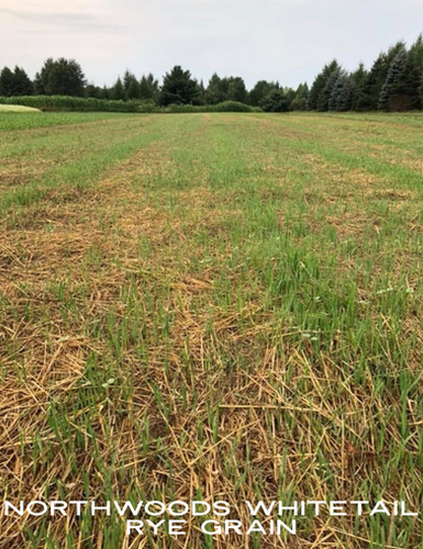 Cereal Rye | Deer Creek Ranch LLC