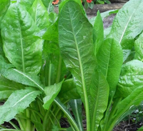 Forage Chicory | Deer Creek Ranch LLC