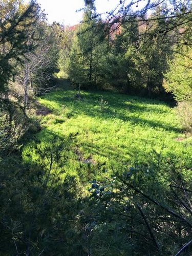 Clover Blend Plus Chicory | Deer Creek Ranch LLC