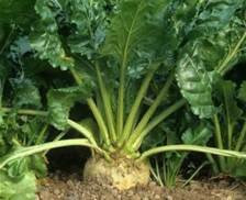 Northwoods Brand Sugar Beets | Deer Creek Ranch LLC