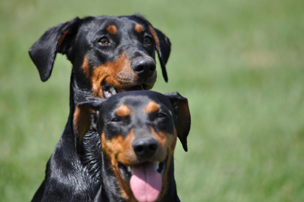Allevamento Pinscher Tedesco - Arbataxdream-Germanpinscher