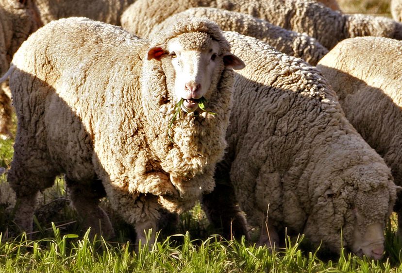 Understanding Wool Classifications: Grades, Microns, and Types