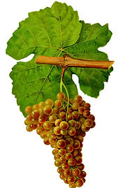 marsanne | thegirlandthefig