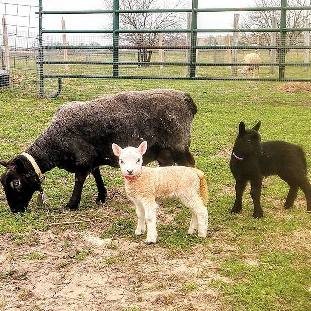 Miniature Cheviot Sheep | Heartsong Hollow Farm | Kansas United States
