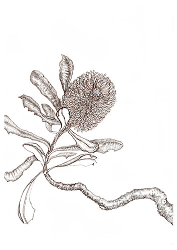 coastal banksia flower 1 | gewarburton.com.au