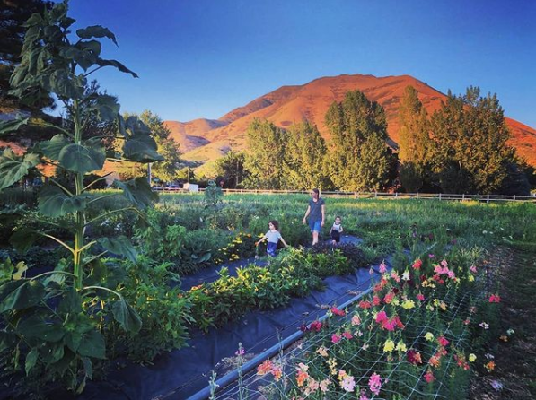 Maple Bloom Flower Farm | Utah Cut Flower Farm Association