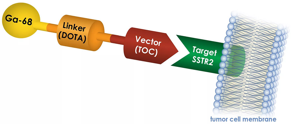 Theranostics | BioMolecular Imaging