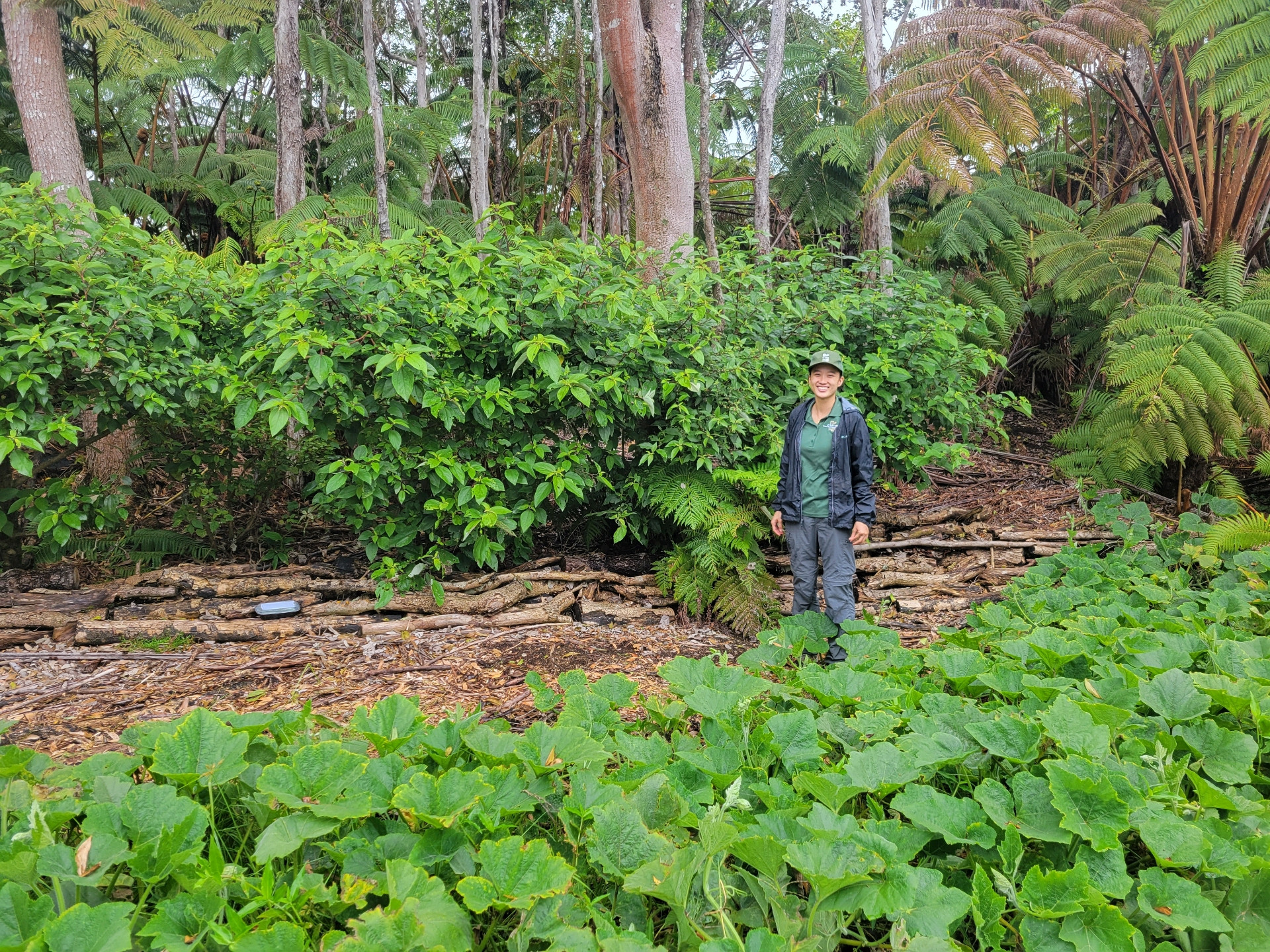 Hawaiʻi Forrest Farms