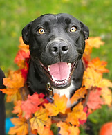 Adopt Foster Volunteer | Lucky Mutts Rescue