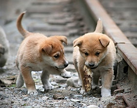 Stray Animals – Animal Protection Organisation