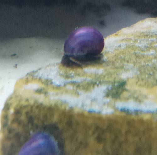 Purple Mystery Snail | Jen's Hatchery