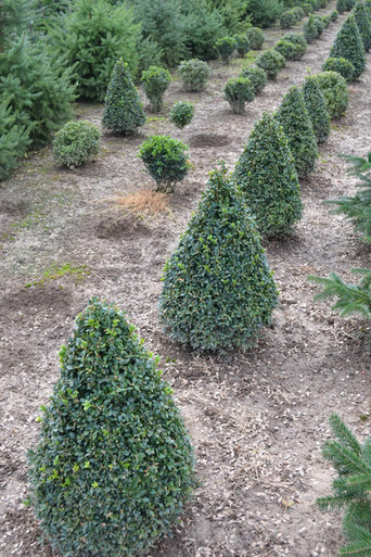 Voorgevormde taxus en buxus | Boomkwekerij Wim De Groote