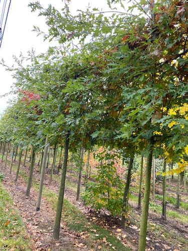 Moeraseik (Quercus palustris) | BoomkwekerijDeGroote